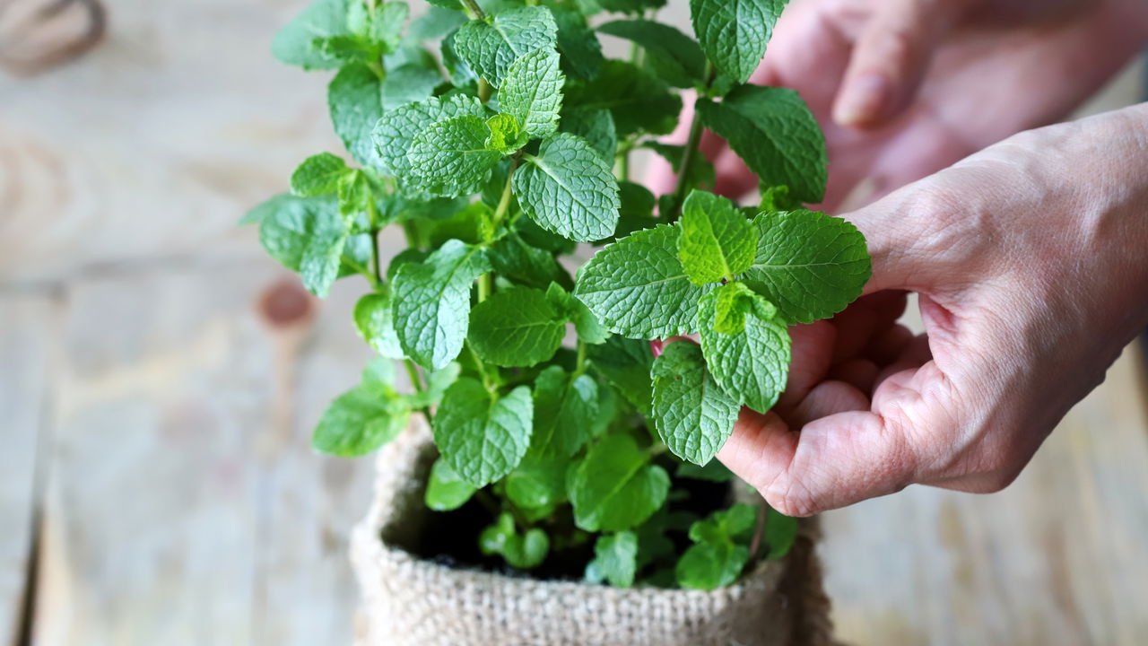 Menta ou hortelã? Aprenda a diferenciar e cultivar a planta certa