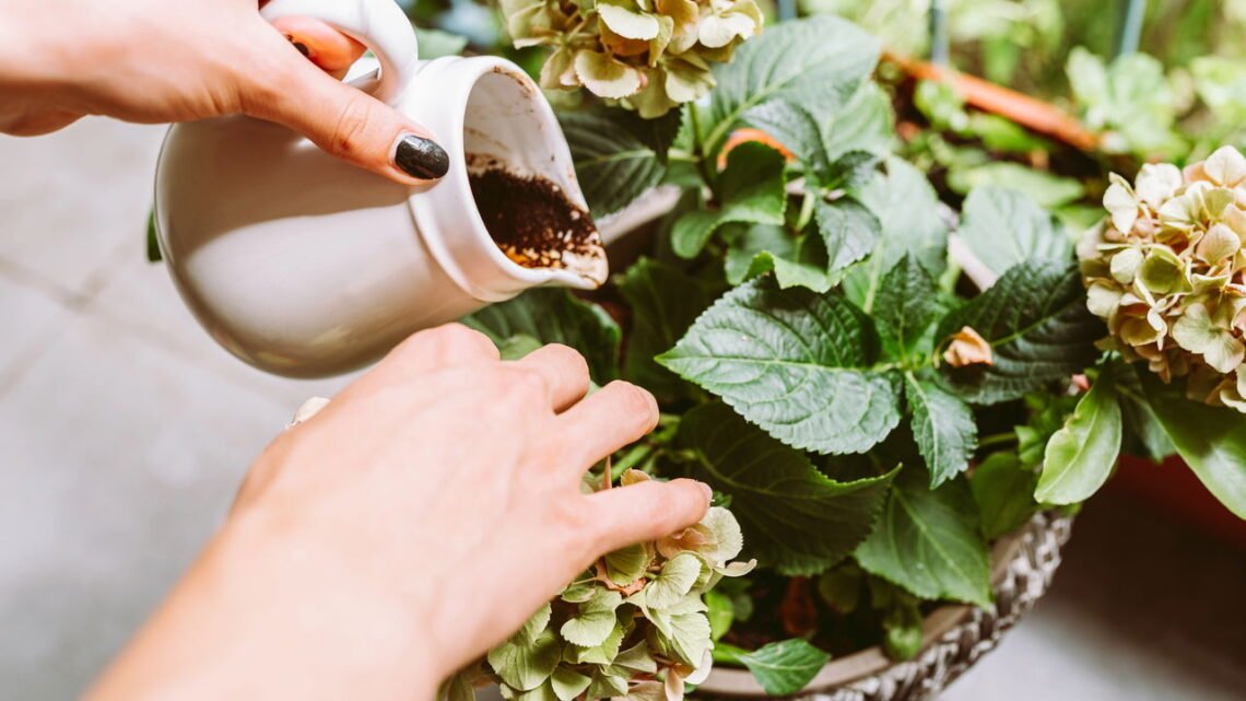 Como usar borra de café na horta para fortalecer suas plantas