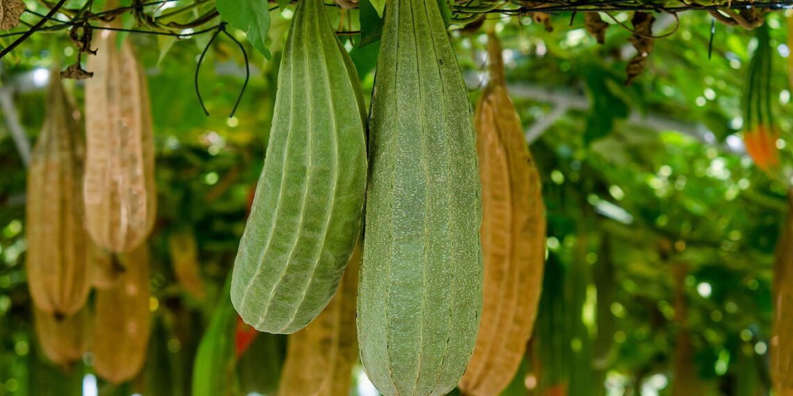 Aprenda criar uma horta de bucha vegetal no seu quintal