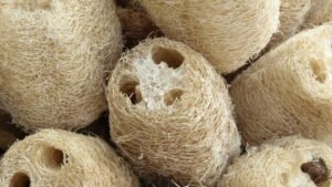 Aprenda criar uma horta de bucha vegetal no seu quintal