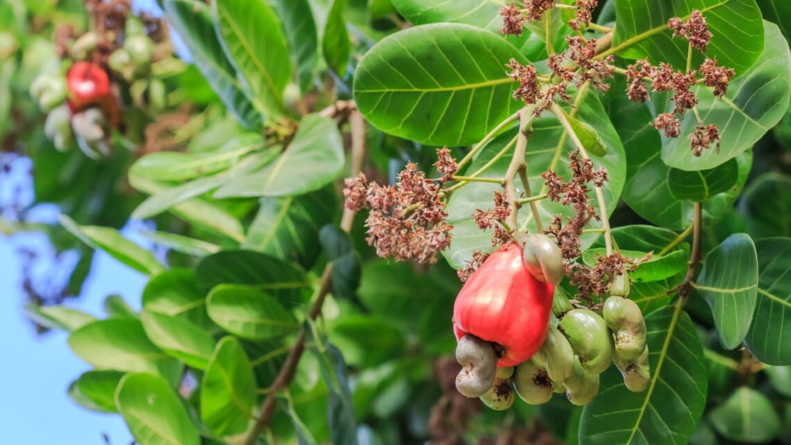 Aprenda a plantar essa fruta rica em vitamina C e antioxidantes