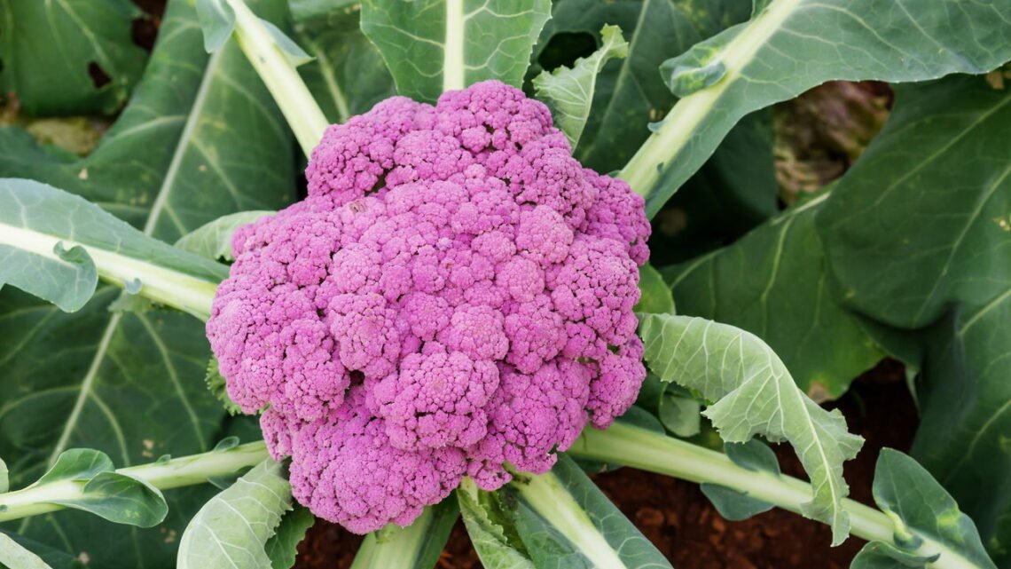 Passo a passo para plantar couve-flor e ter hortaliças perfeitas em casa