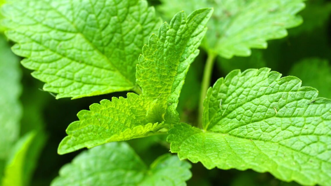 Conheça os benéficos da erva-cidreira para sua saúde