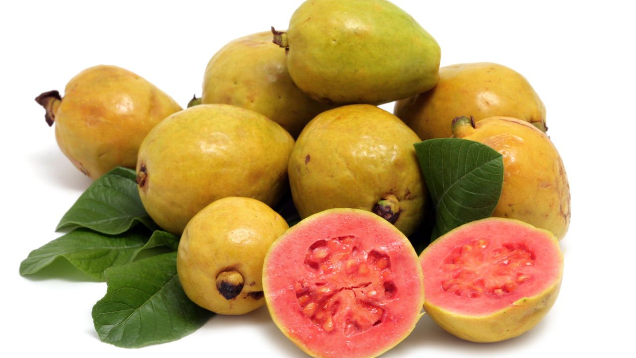 Guia prático para plantar goiaba e colher frutas doces e suculentas