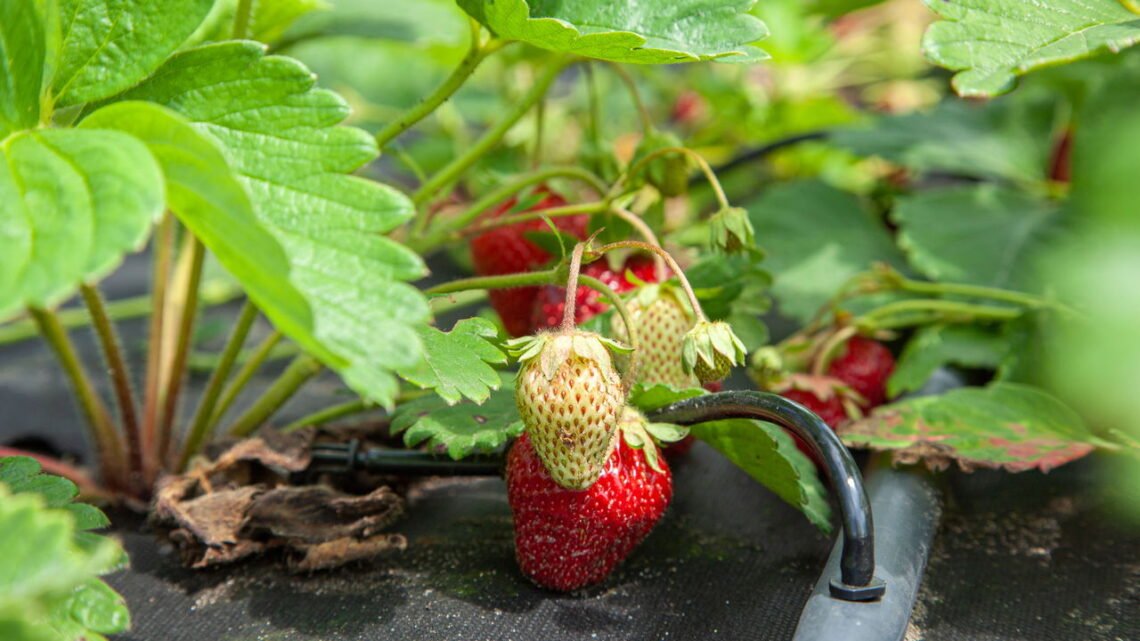 O truque para plantar morangos em casa e ter frutas frescas o ano todo ...