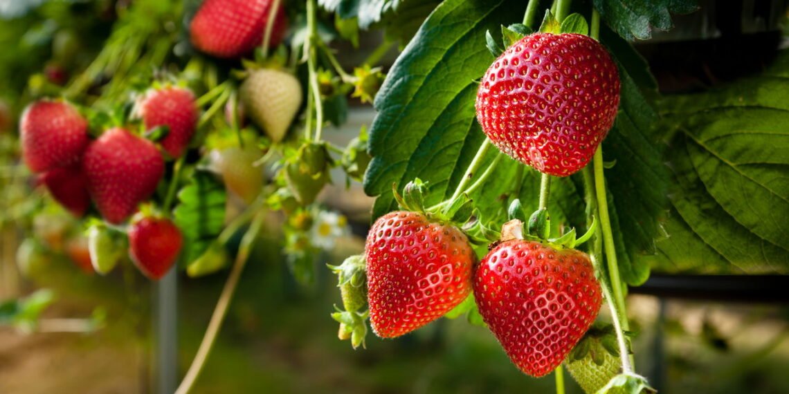Quer morangos fresquinhos? Veja como plantar morango em casa - Correio ...
