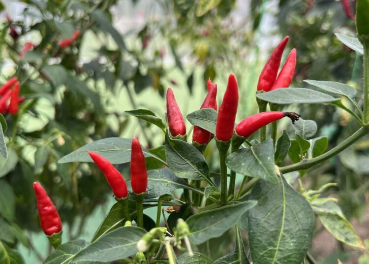 Variedades de pimentas fáceis de plantar em casa e usar na cozinha