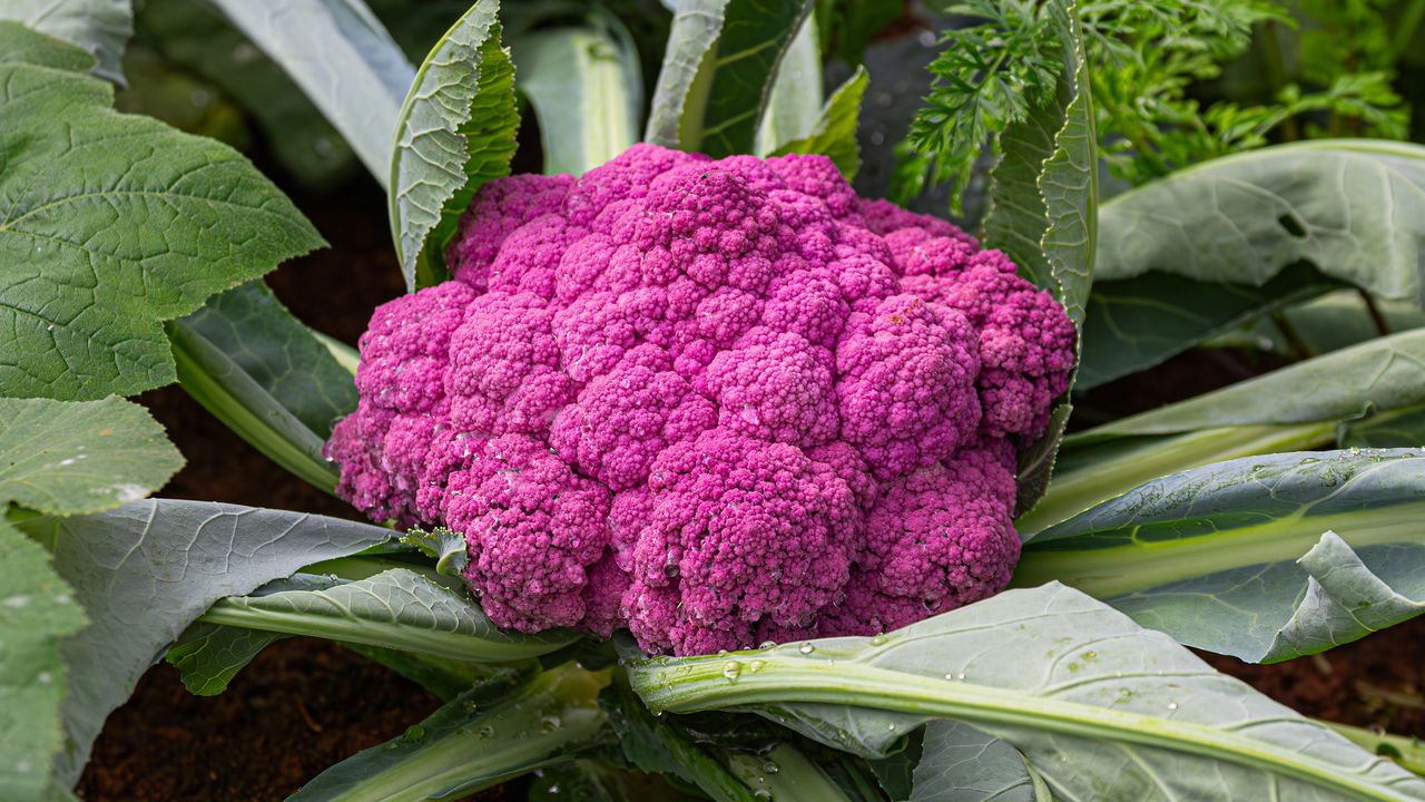 Como plantar couve-flor roxa de um jeito simples e prático
