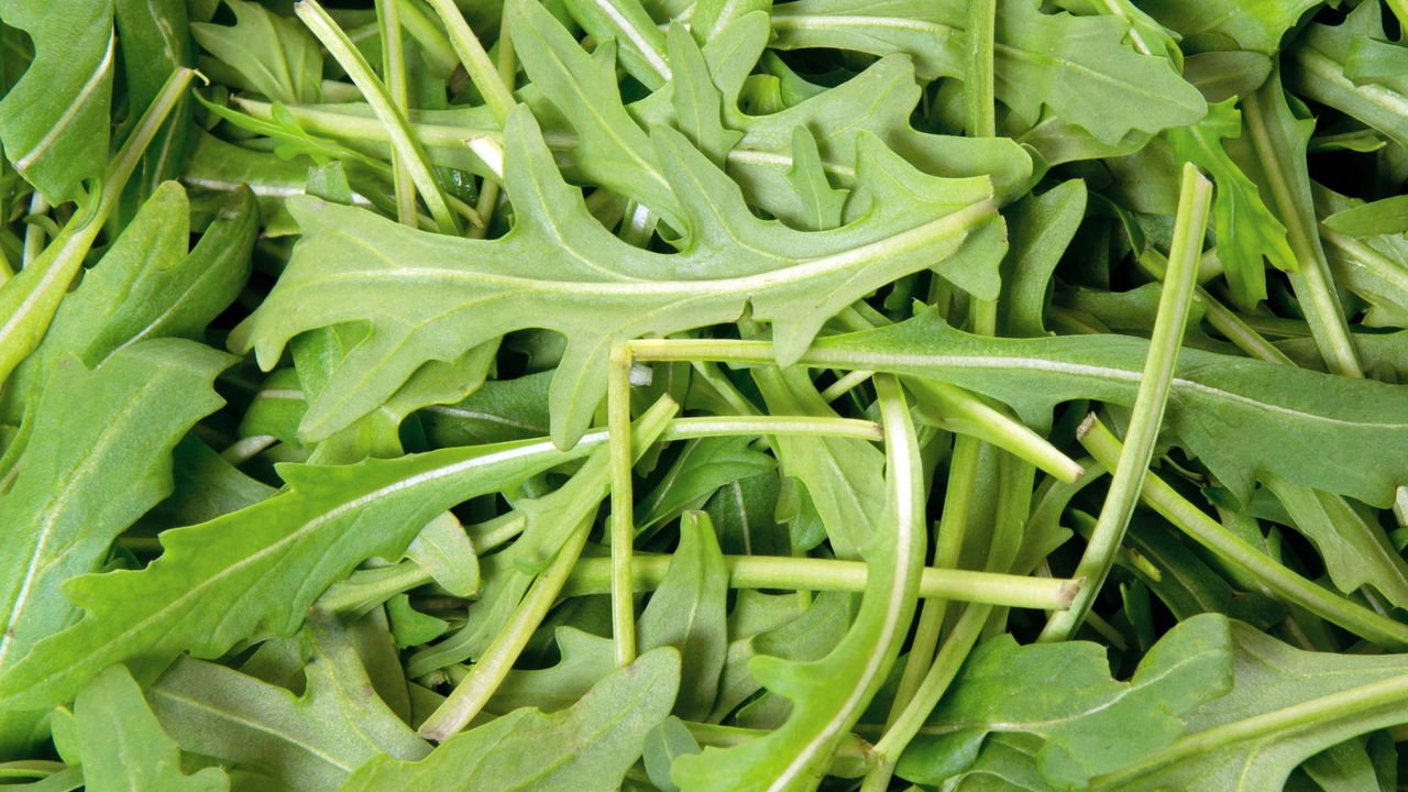 Como plantar rúcula em garrafa pet passo a passo