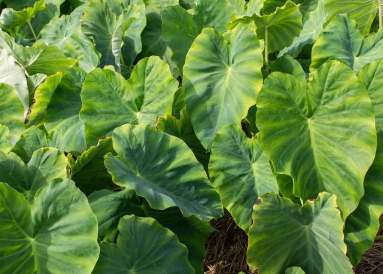 Passo a passo para plantar hortaliças em garrafa PET de forma simples
