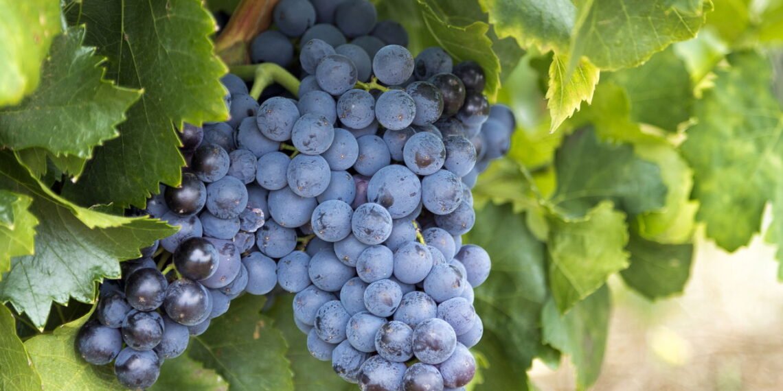 Benefícios surpreendentes da uva roxa que poucos conhecem