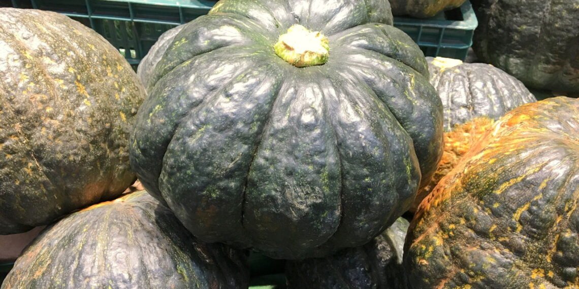 Dicas essenciais para cultivar abóbora cabotiá de forma simples
