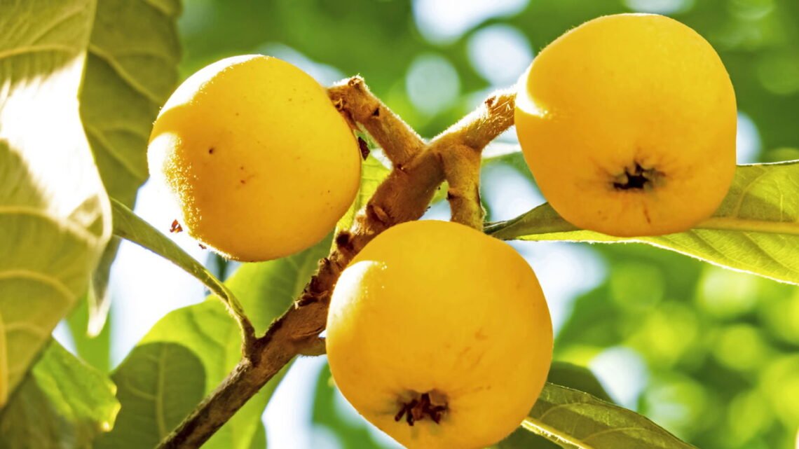 O fruto mais completo da natureza para regenerar o fígado