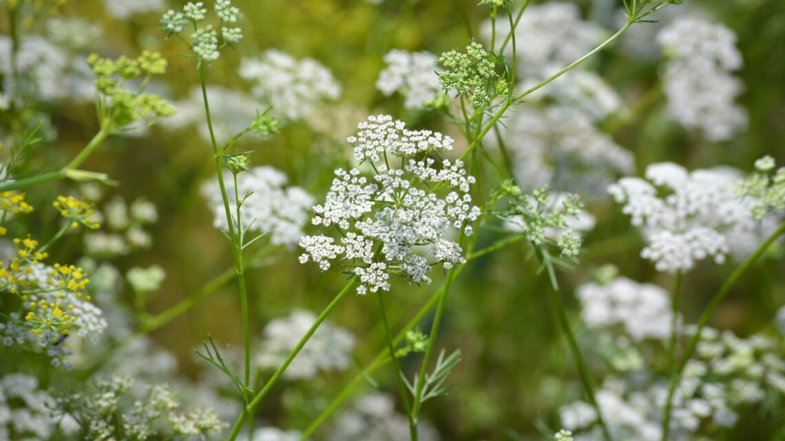 Conheça os benefícios surpreendentes do cominho e como plantar em casa