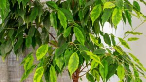 Passo a passo para plantar ficus e deixar seu jardim mais bonito