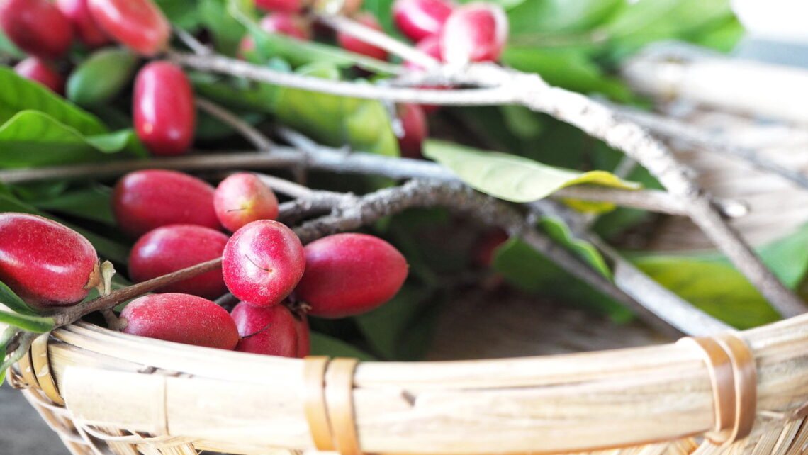 A fruta mais curiosa do planeta que transforma o azedo em doce