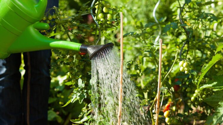 Saiba o melhor horário para regar suas plantas em casa