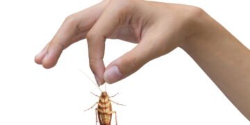 Barata morde? Veja os Efeitos na pele e como se proteger - Correio ...