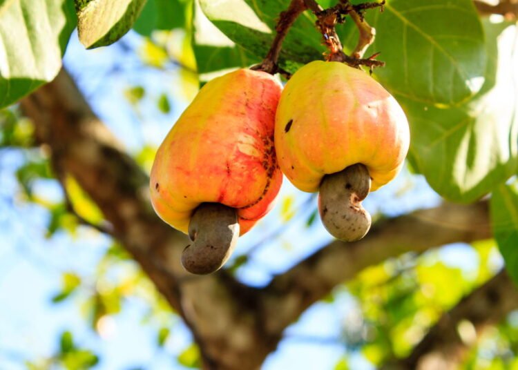 Saiba quando plantar cajueiro e como colher seus frutos