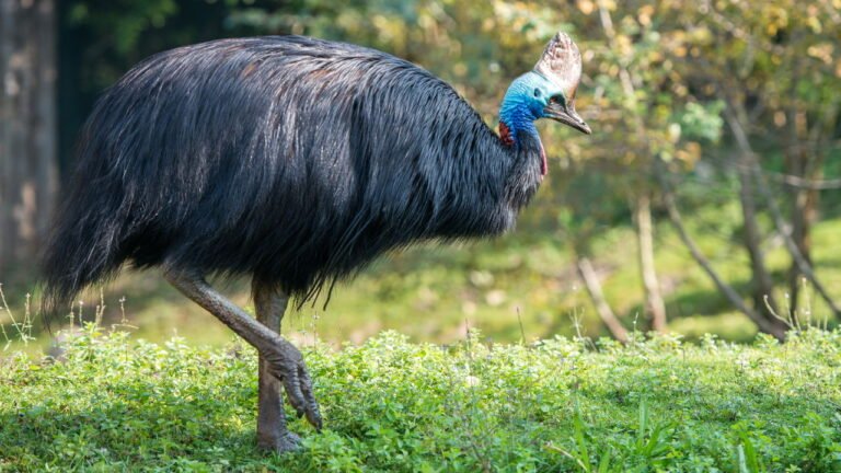 Essa ave tem garras de 12 cm e um comportamento assustador