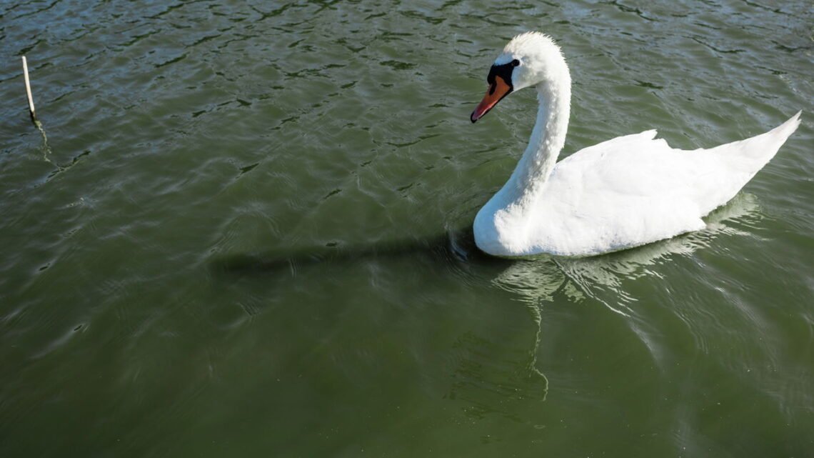 5 curiosidades sobre cisnes que vão mudar sua visão sobre essas aves