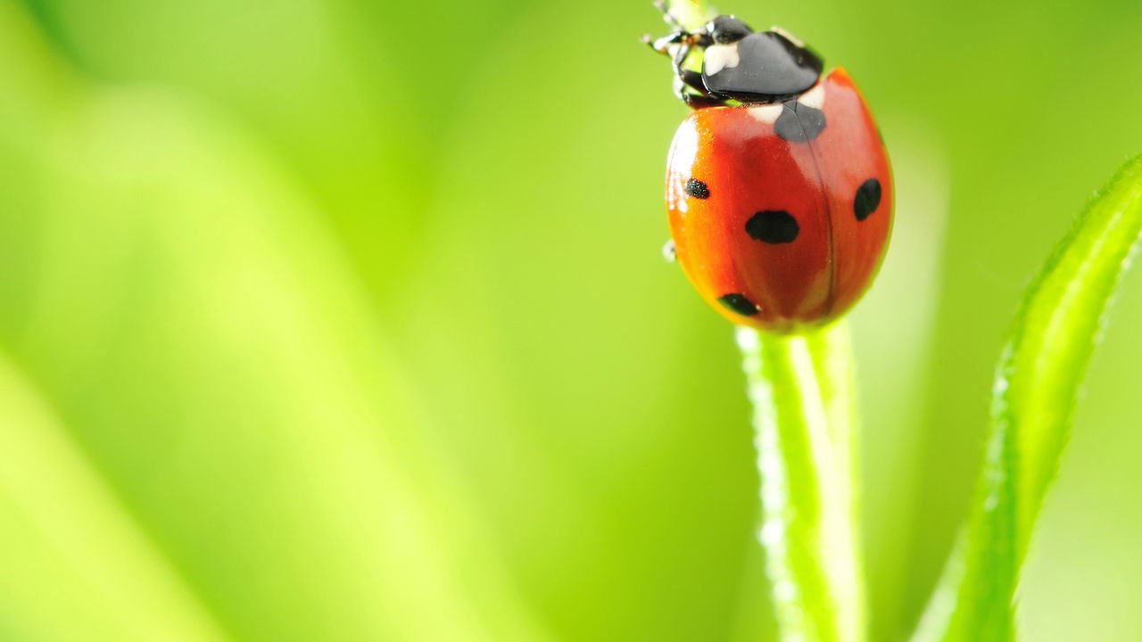 7 métodos naturais que funcionam de verdade contra insetos domésticos