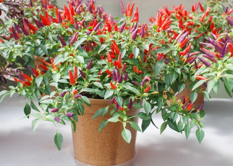 O segredo para cultivar pimentas lindas e ardidas em casa