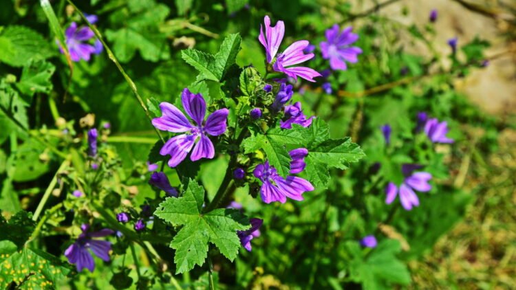 A planta medicinal mais eficaz contra tosse seca e dor de garganta