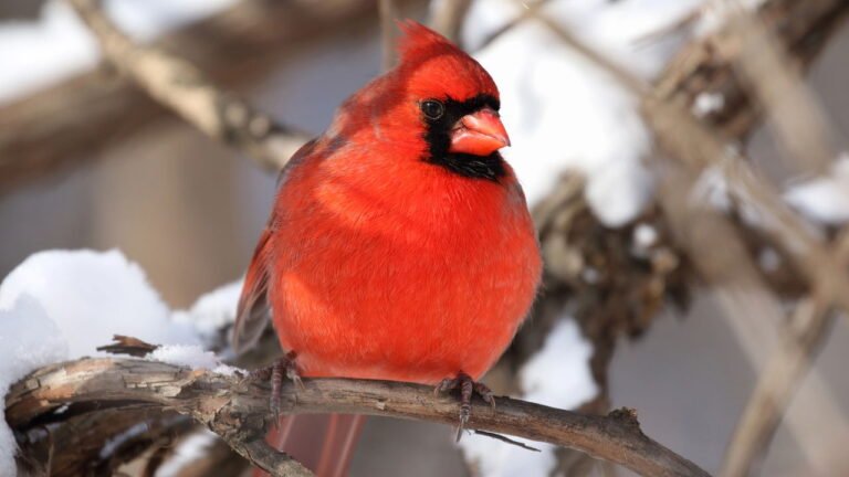 O que significa quando um cardeal vermelho aparece em sua casa no inverno