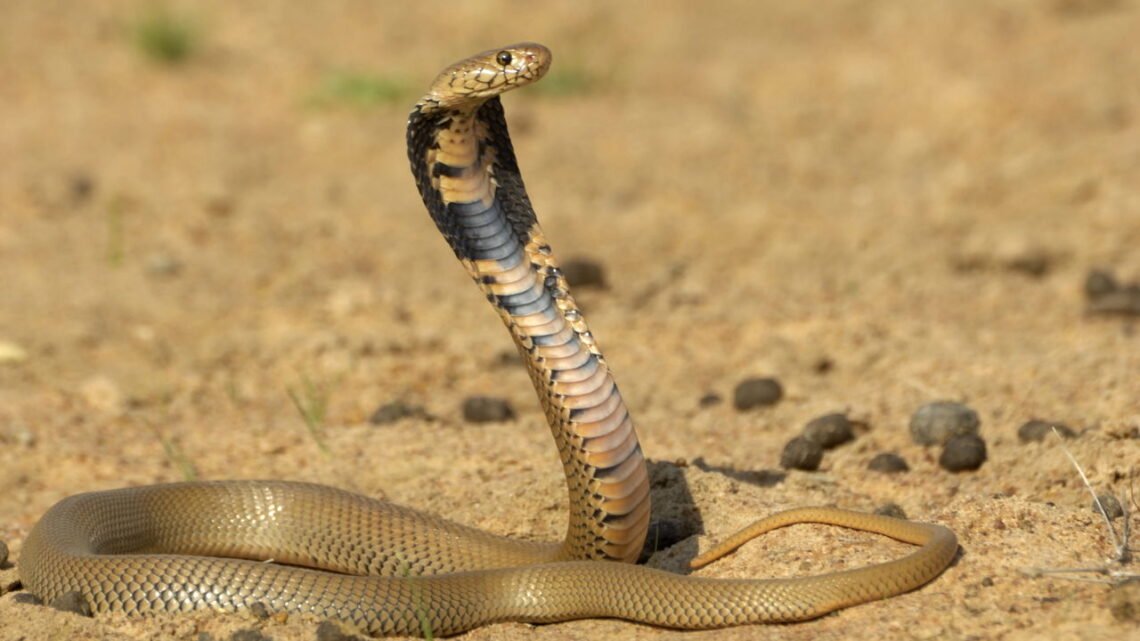 O que significa sonhar com cobra e por que esse sonho revela tanto ...