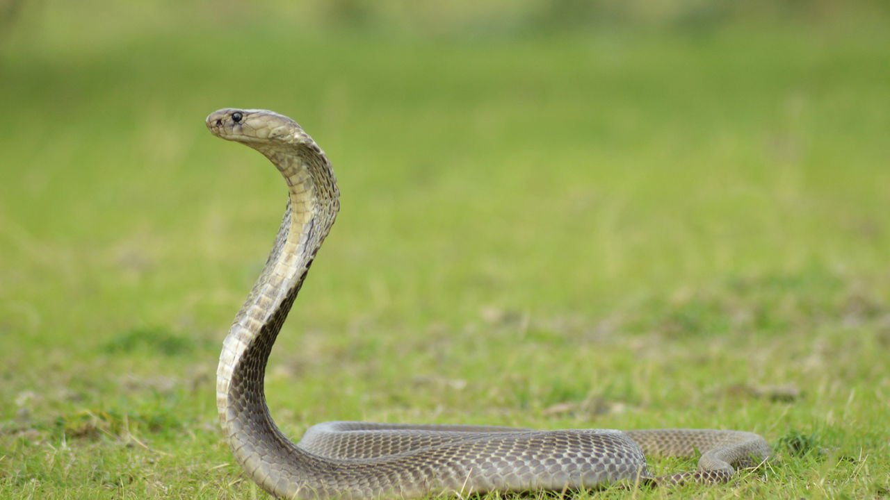 O que significa sonhar com cobra e por que esse sonho revela tanto ...