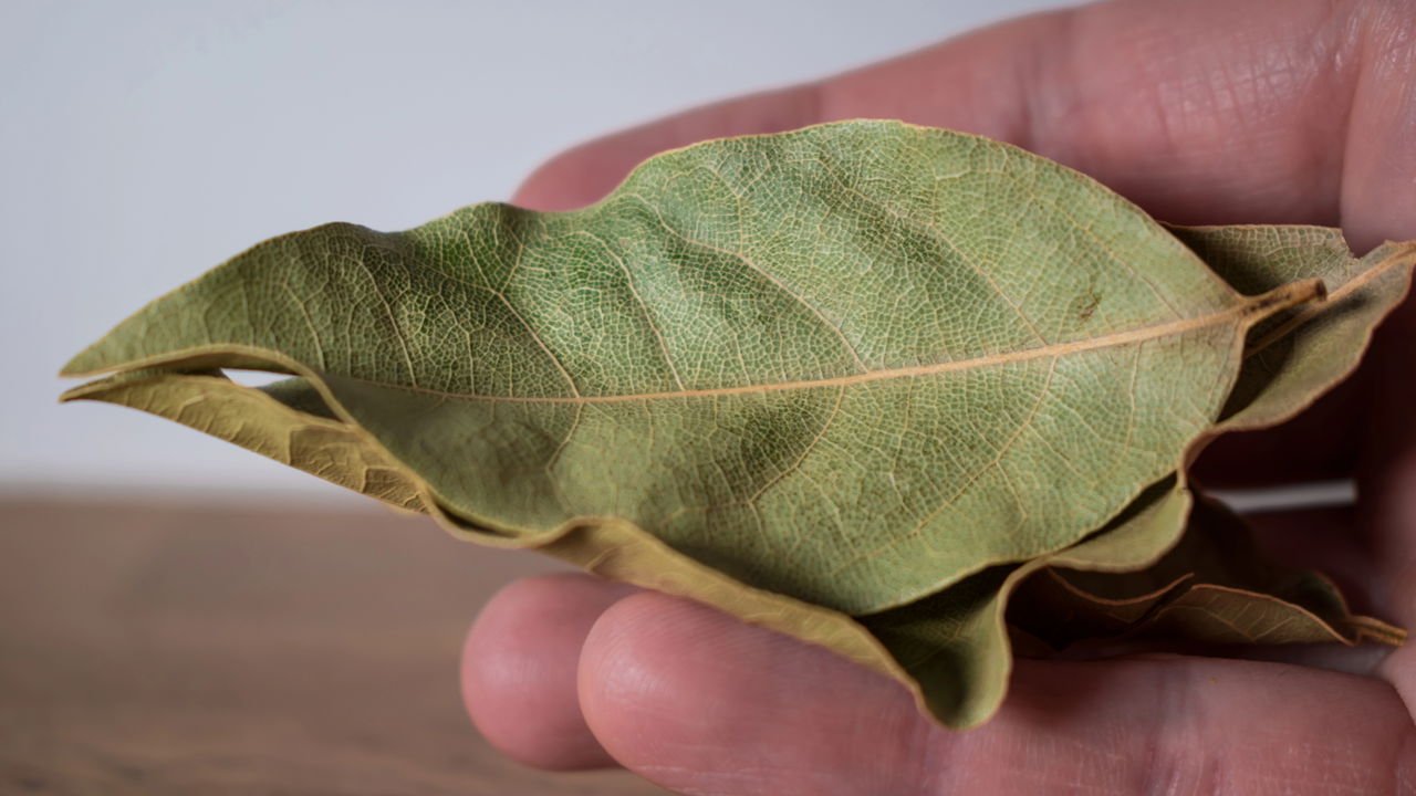 Onde colocar um pote de folhas de louro para atrair dinheiro, segundo o ...