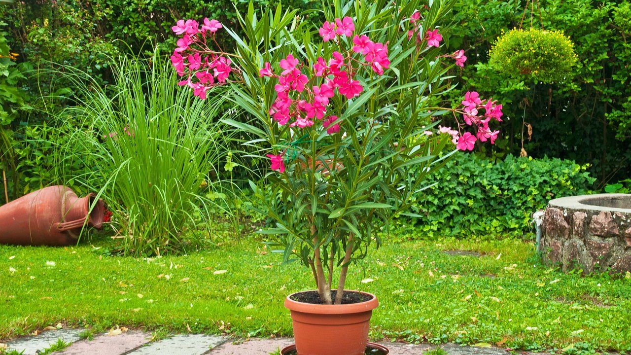 Como fazer o oleandro dar flores abundantes com uma poda simples