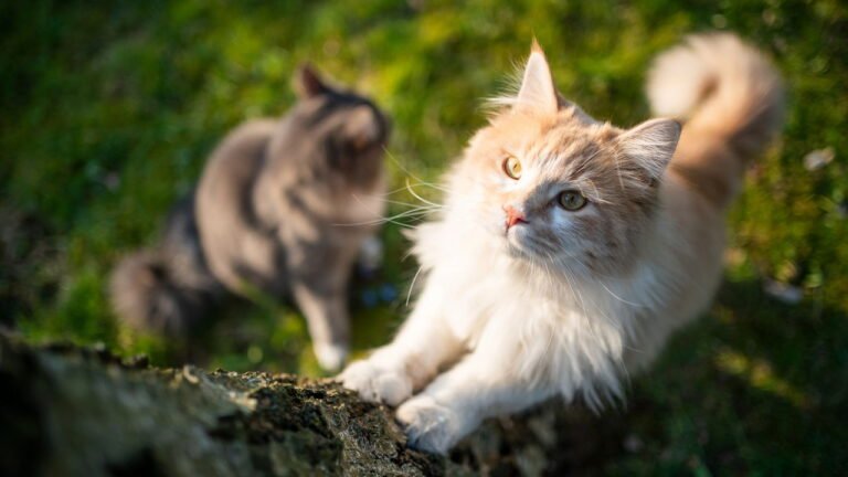 Os melhores repelentes naturais para afastar gatos do seu jardim de ...