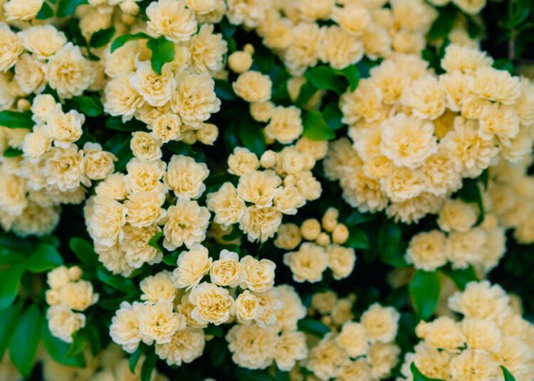 Conheça a roseira mais antiga e perfumada do mundo