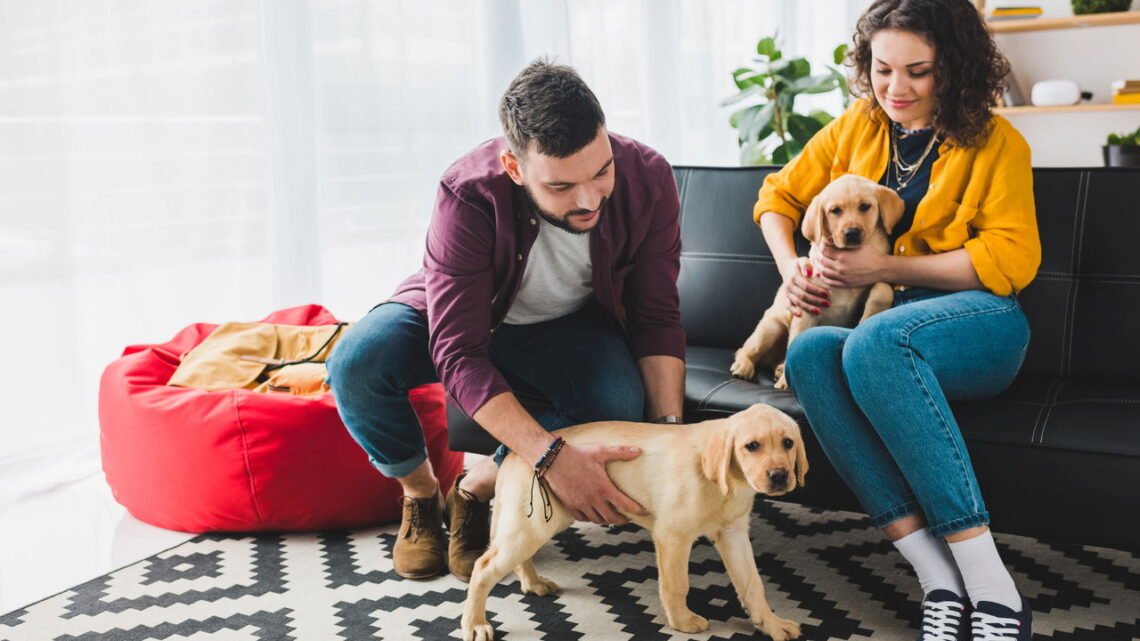 O que significa acariciar cães de rua segundo a psicologia
