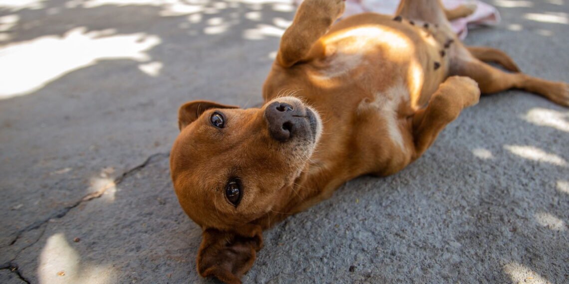 Por que cachorros caramelo são tão comuns no Brasil? - Correio ...