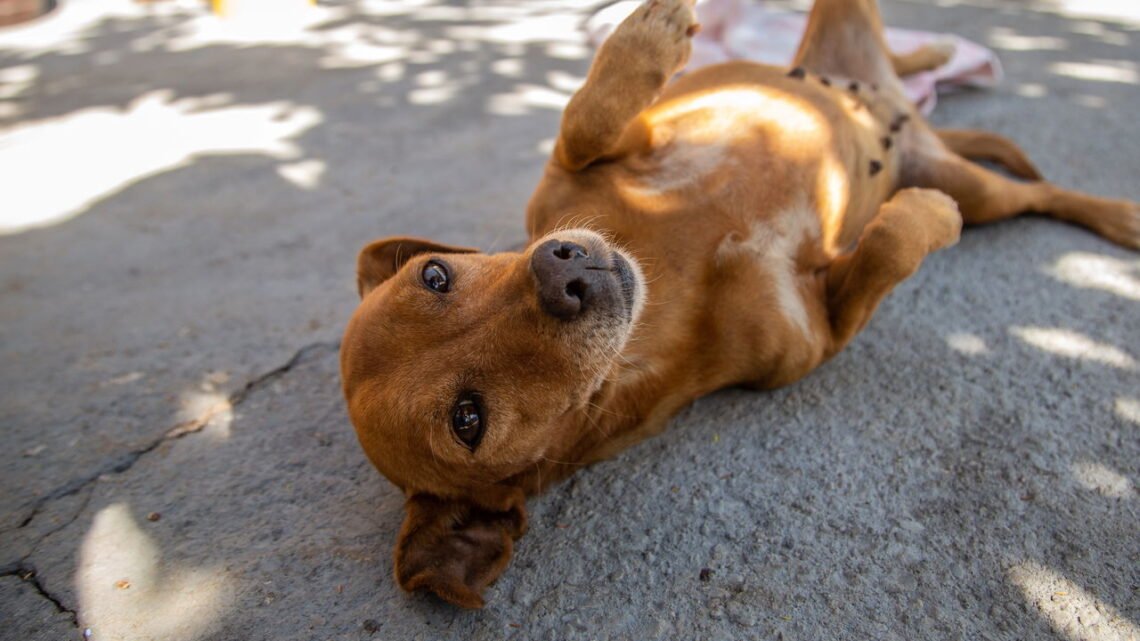 Esses são os nomes de cachorros que dominam os lares brasileiros ...