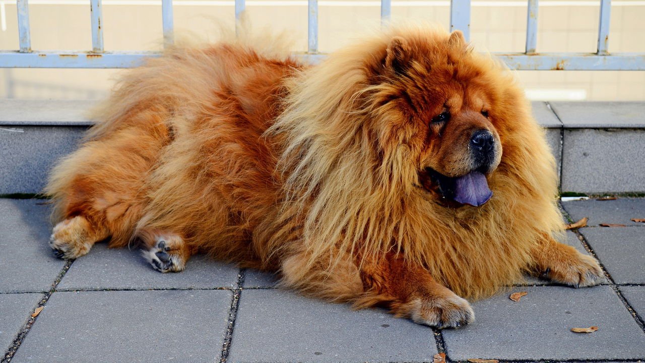 Por que o Chow Chow tem a língua azul?