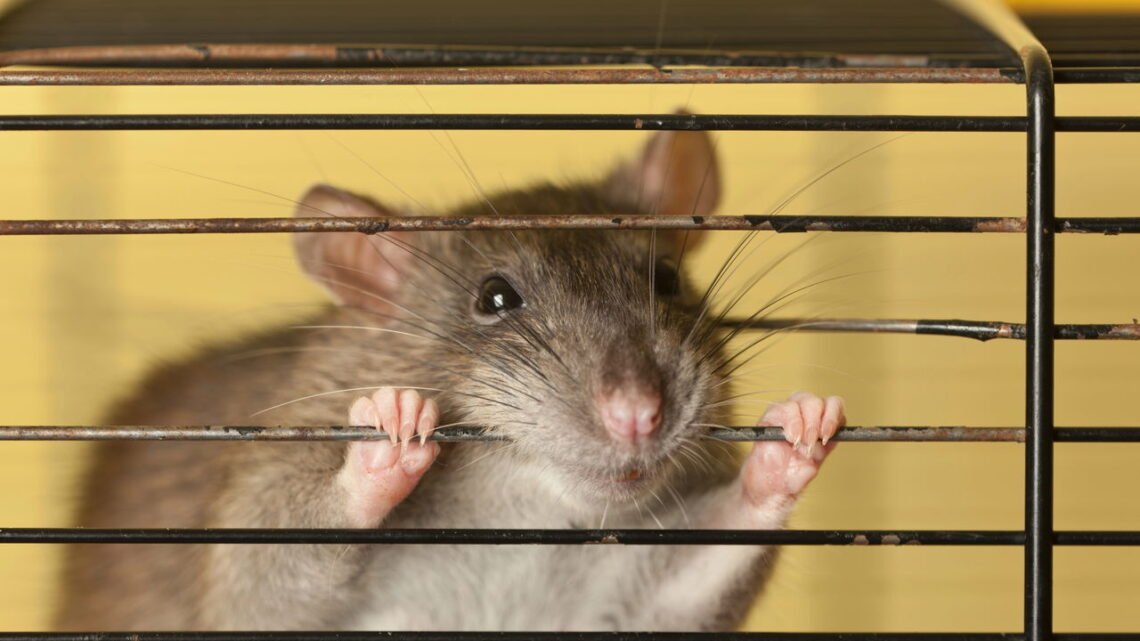 O que significa quando um rato aparece em sua casa, de acordo com a ...