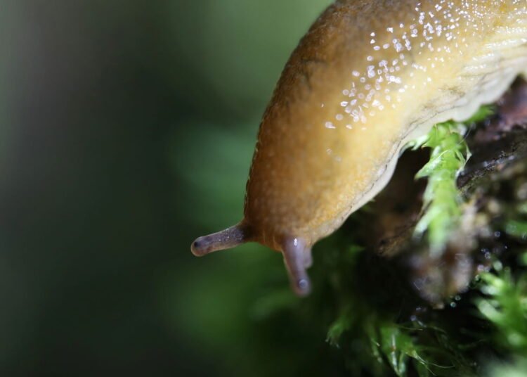 O que significa aparecer lesmas em casa sempre? - Correio Braziliense ...