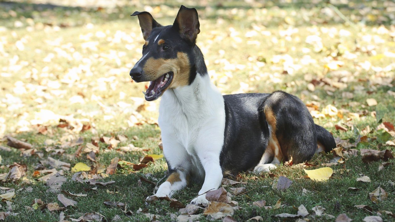 4 tipos de raças de cães Collie que serão seus melhores amigos para sempre