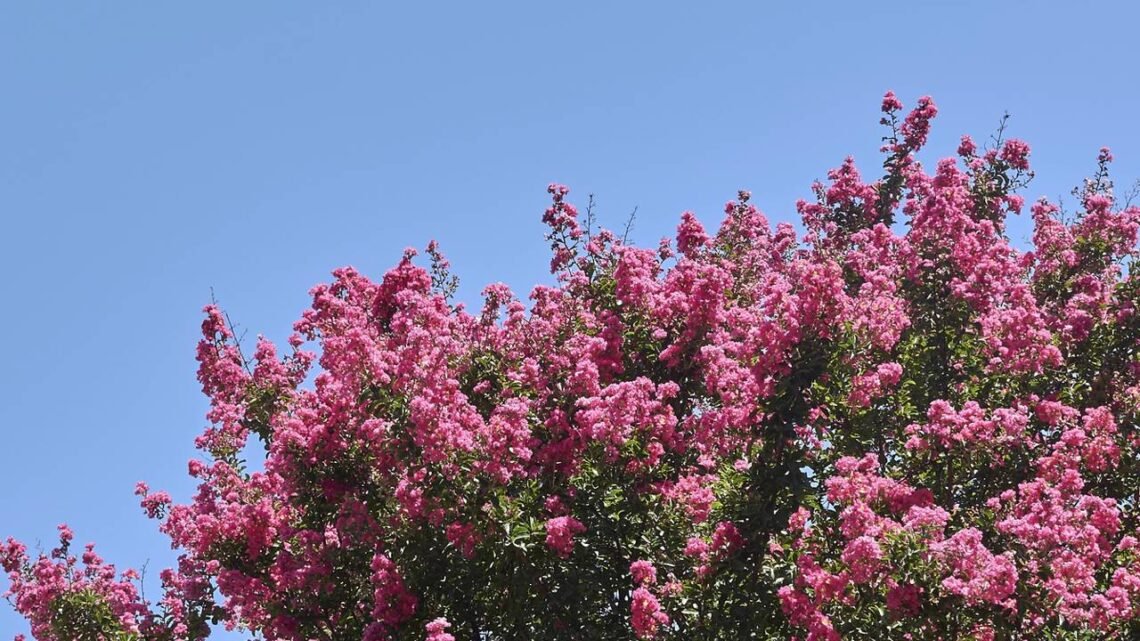 A planta queridinha que colore jardins e varandas o ano todo - Correio ...