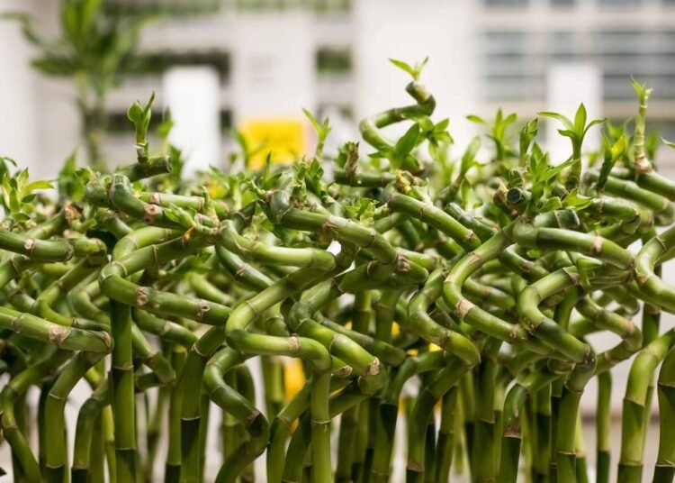 Como plantar o bambu da sorte em casa e deixar o ambiente mais harmonioso