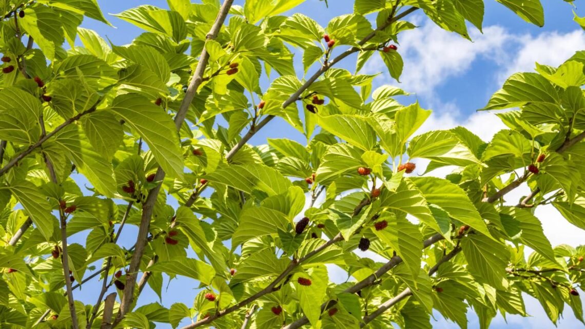 Para que serve o chá de amora segundo especialistas - Correio ...