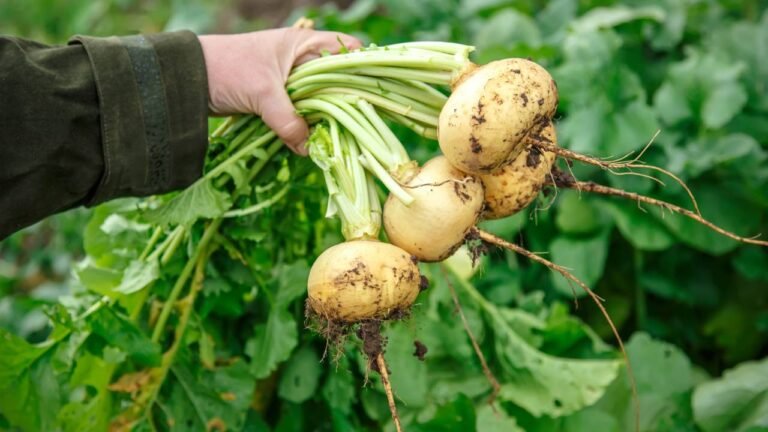 Dicas para plantar nabo em casa e ter colheita garantida - Correio ...