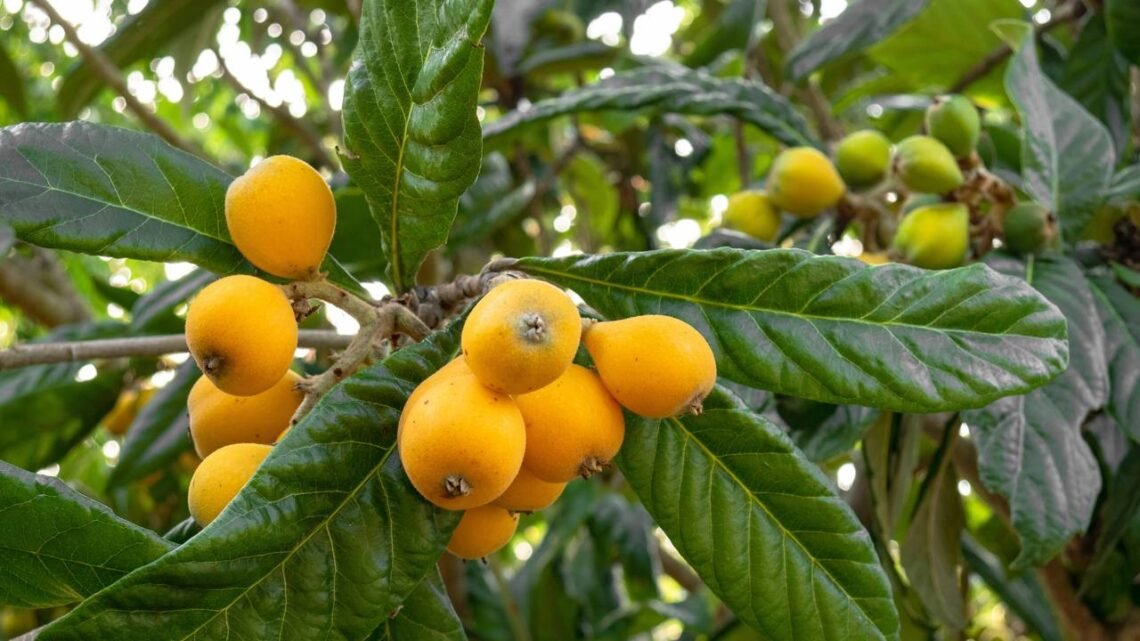 O fruto mais completo da natureza que ajuda e regenerar o fígado ...