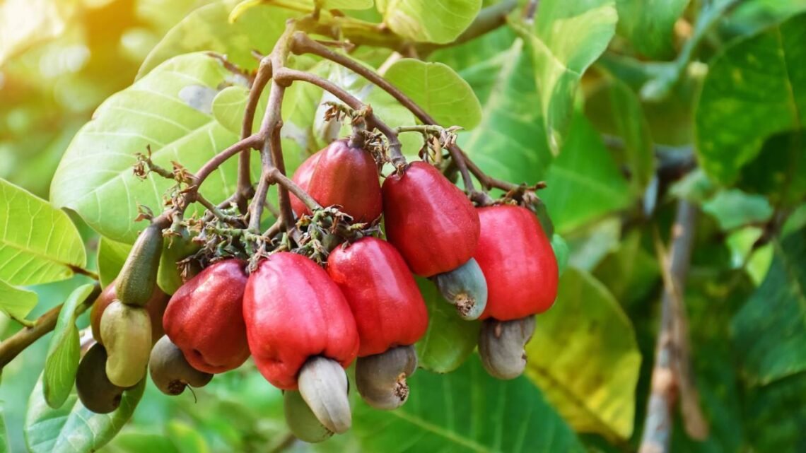 CAJU A fruta brasileira rica em antioxidantes fortalece o corpo e pode ...