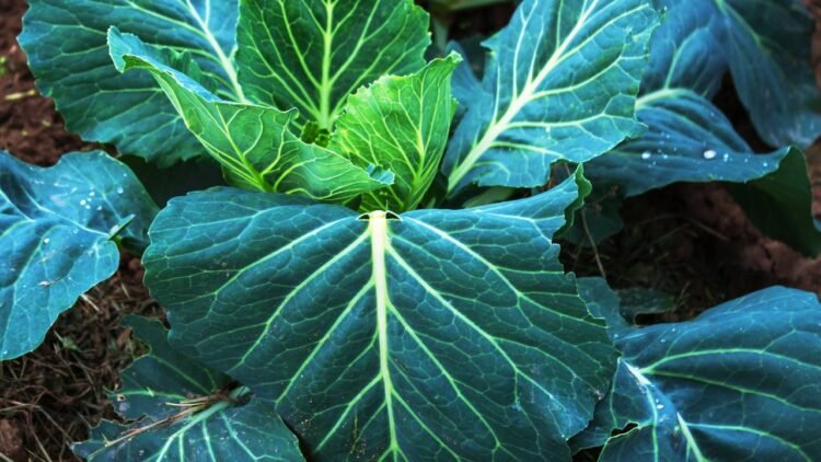 Aprenda o jeito mais fácil e eficiente de plantar couve em casa