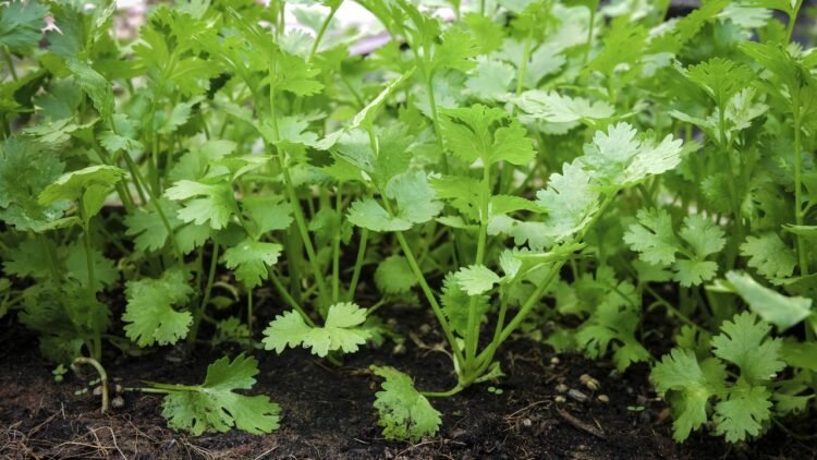 Como plantar coentro saudável e colher folhas saborosas sem espigamento